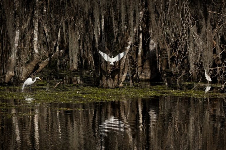 Everglades Restoration Timeline | Everglades Law Center