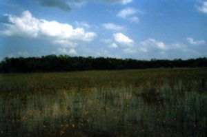 Everglades Restoration Timeline | Everglades Law Center