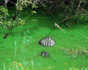 Everglades Restoration Timeline | Everglades Law Center
